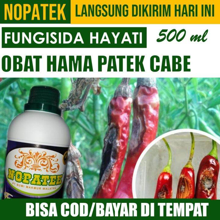 [LAKU KERAS] 500 ML Fungisida Obat Anti Patek Cabe Terbaik NOPATEK ...