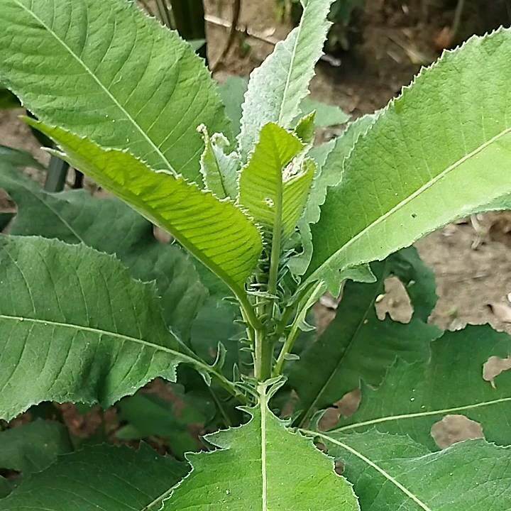 Daun sembung segar 1kg | Lazada Indonesia