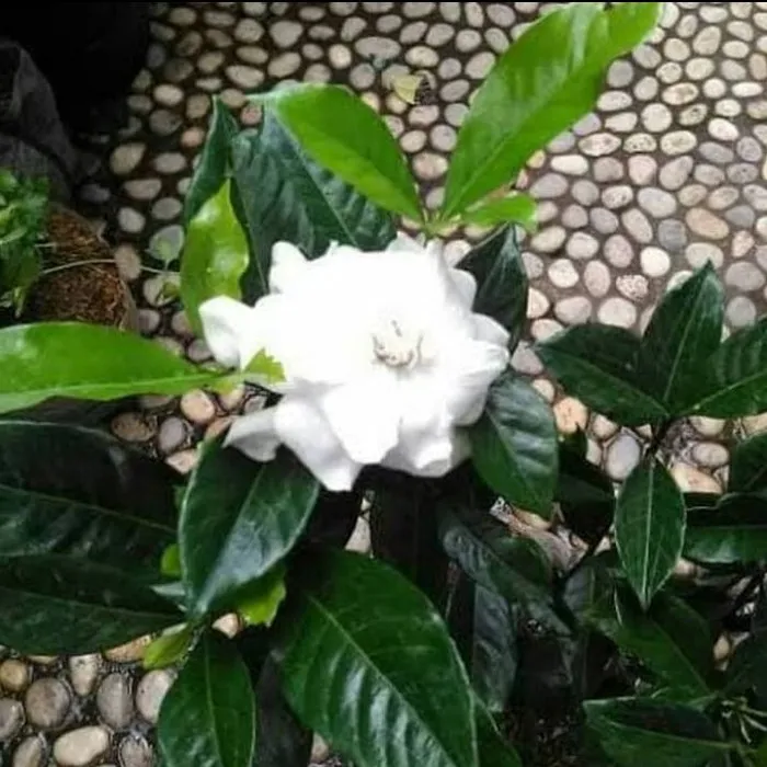 Bunga Kaca Piring Tanaman Hias Bunga Kaca Piring Wangi Semerbak ...