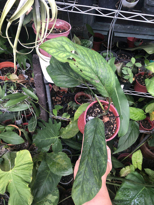 Monstera siam pinnatipartita live aroid plant | Lazada PH