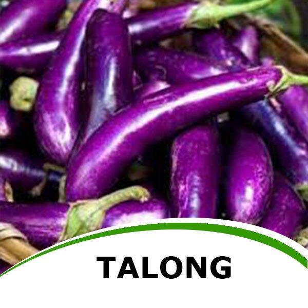 Talong Seeds / Eggplant (Fortuner F1) Easy Go Grow Vegetable Seed Pack ...