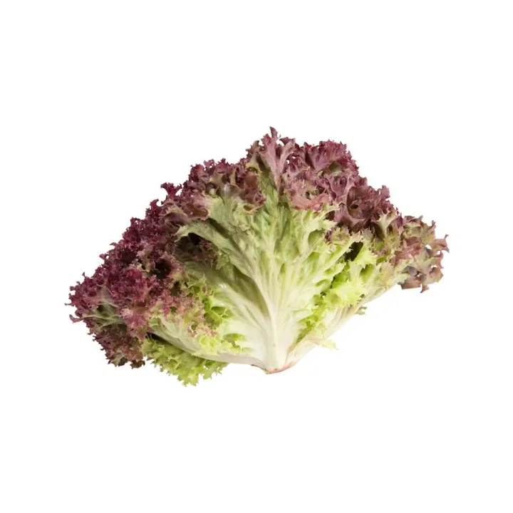 Lollo Rosa Red Lettuce (200g) | Lazada PH