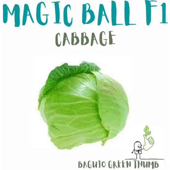 CABBAGE Magic Ball F1 Hybrid Seeds Repolyo (approx 80 seeds) - NoongWoo Bio easy to use | Lazada PH