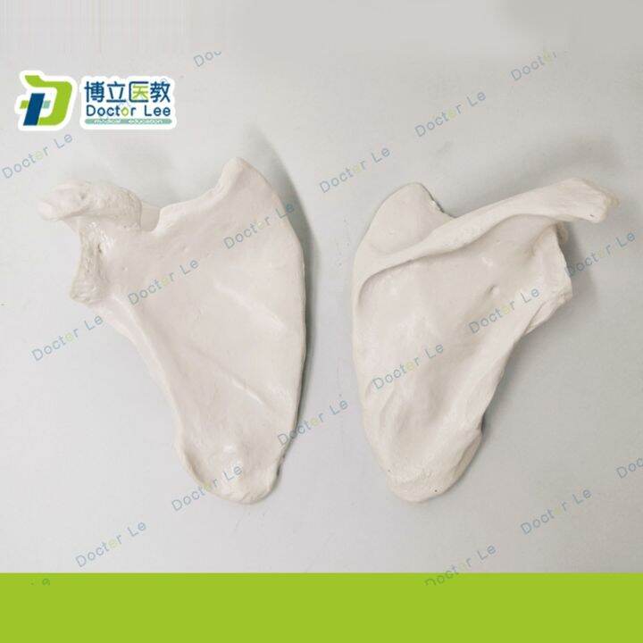 1:1 the human body shoulder blade model loose bone joint model of human ...