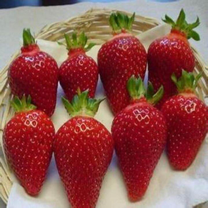 linbei/ (10 seeds-sd022)Sweet Charlie Strawberry seed | Lazada PH