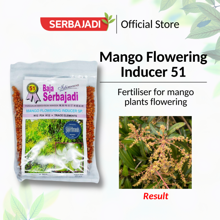 Serbajadi Pataba para sa Pabulaklak ng Mangga 51 | Espesyal na Pataba ...