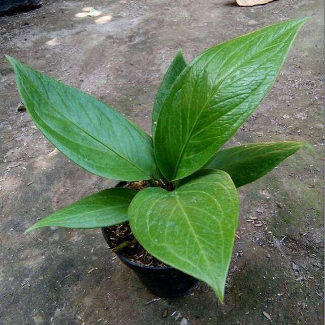 Tanaman hias anthurium jenmani cobra / tanaman hias anthurium jenmani ...