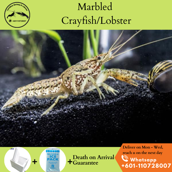 Marbled Crayfish/Lobster - (PROCAMBARUS FALLAX) | Lazada