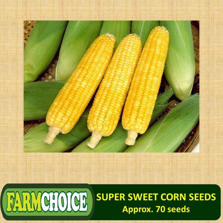 SUPER SWEET CORN SEEDS - ( 70 seeds ) super sweet corn variety | Lazada PH