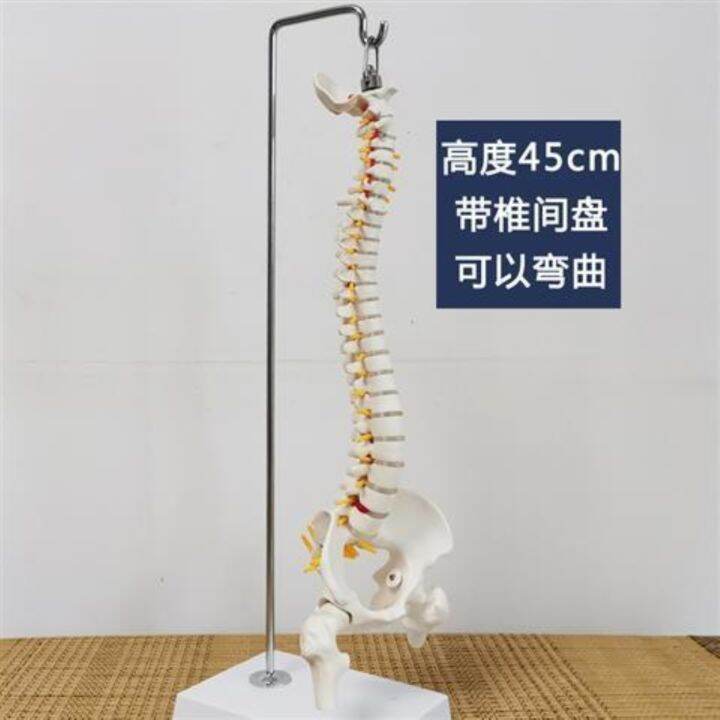 New human neural spine medical bonesetting medical teaching skeleton ...