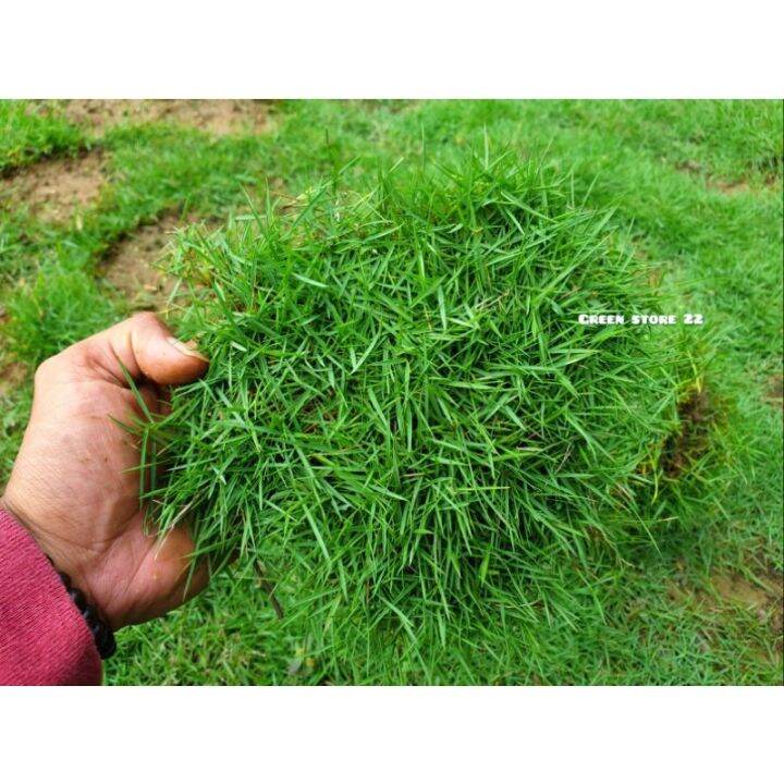 Rumput Peking (Jepang) 30cm x 20 cm (1 lembar kertas HVS 4A atau 3 ...