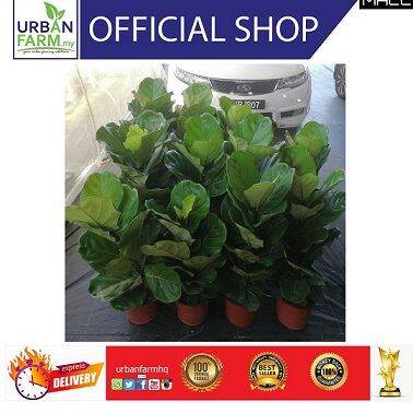 Ready Stock (Super Big) "Ficus Lyrata" Fiddle Fig Indoor Plant plant ...