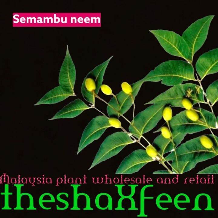Pokok semambu neem theshaxfeen | Lazada