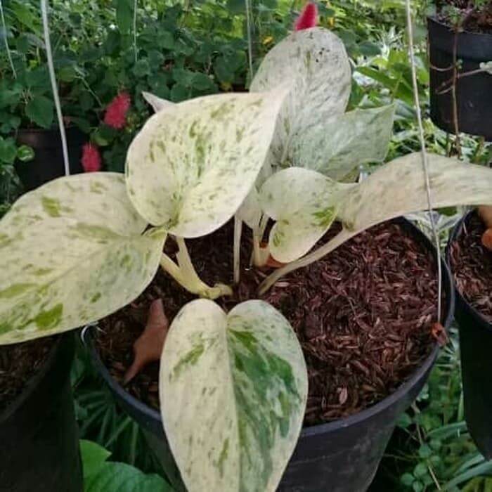 SIRIH BELANDA PUTIH | Lazada Indonesia