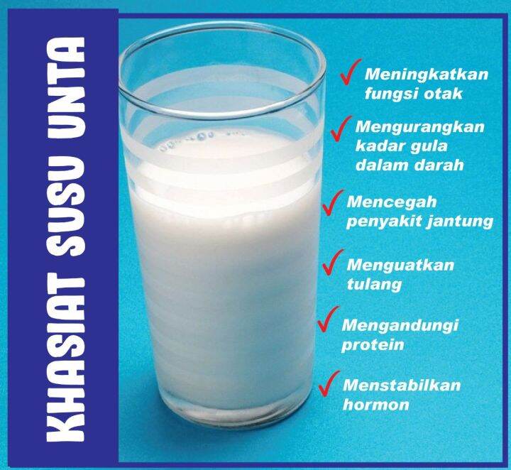 SUSU UNTA ASLI TANPA GULA JENAMA THAIF | Lazada