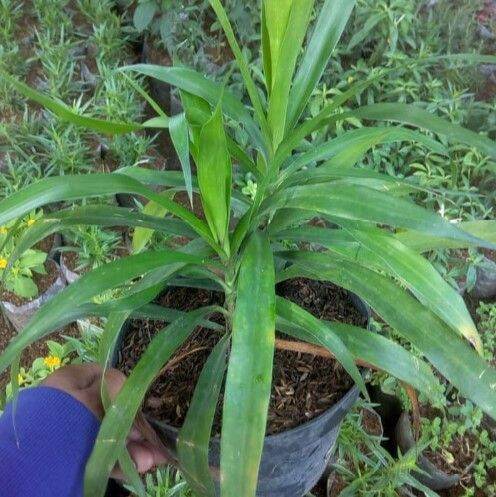 Tanaman sugih - pohon suji - pohon pewarna makanan suji | Lazada Indonesia