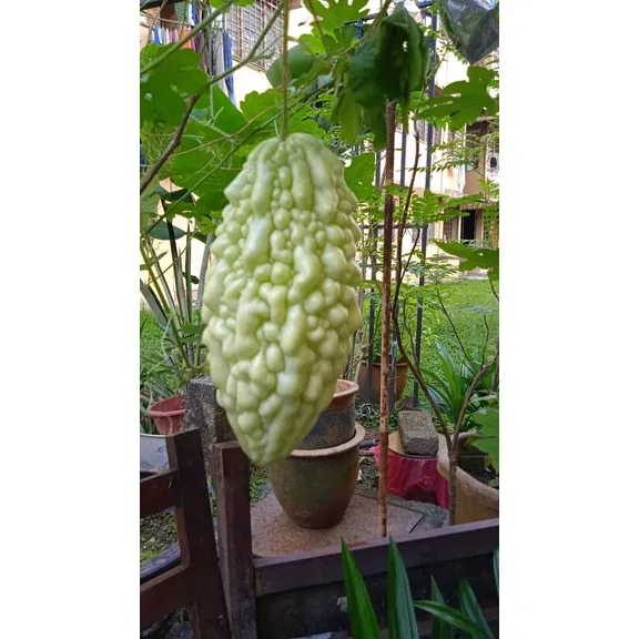 White Bitter gourd/Benih Peria Putih Panjang/台湾白苦瓜种子/ **Trusted seller ... White Bitter gourd/Benih Peria Putih Panjang/台湾白苦瓜种子/ **Trusted seller ...