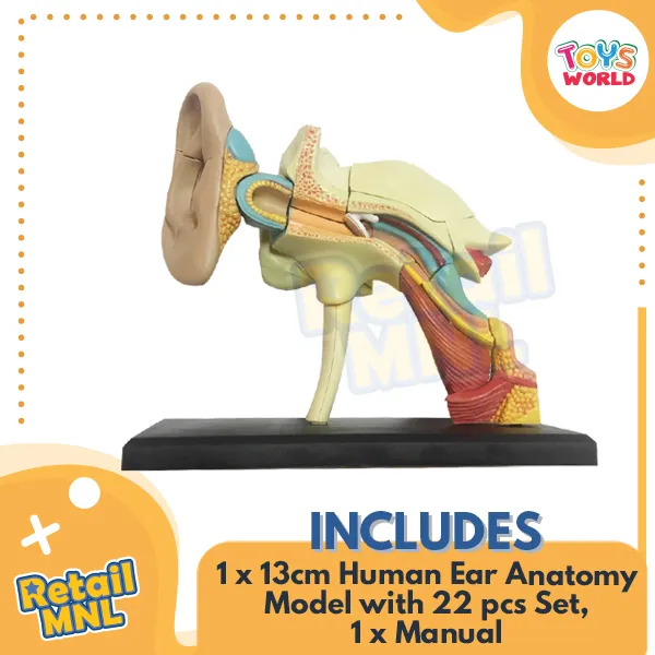 Retailmnl 4D Human Anatomy Ear Model Educational Model Medical Teaching ...