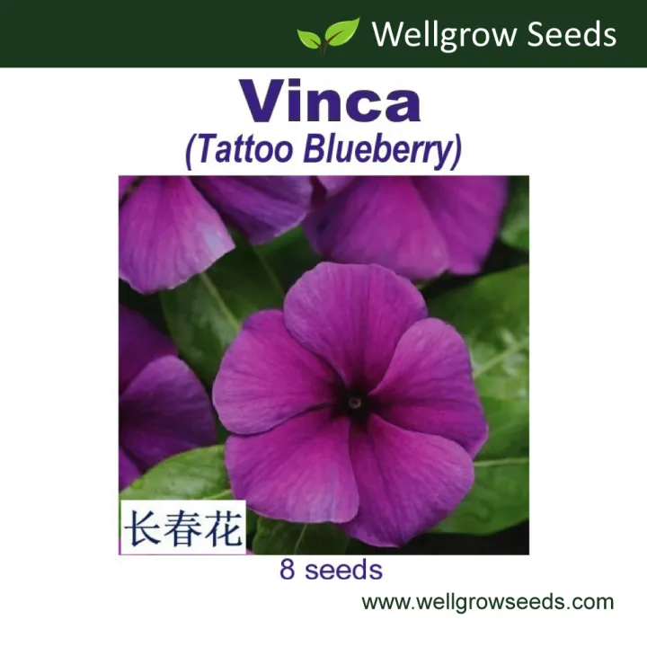 Vinca Tattoo Blueberry (5 sds) (Periwinkle) Flower Seeds Wellgrow Seeds ...
