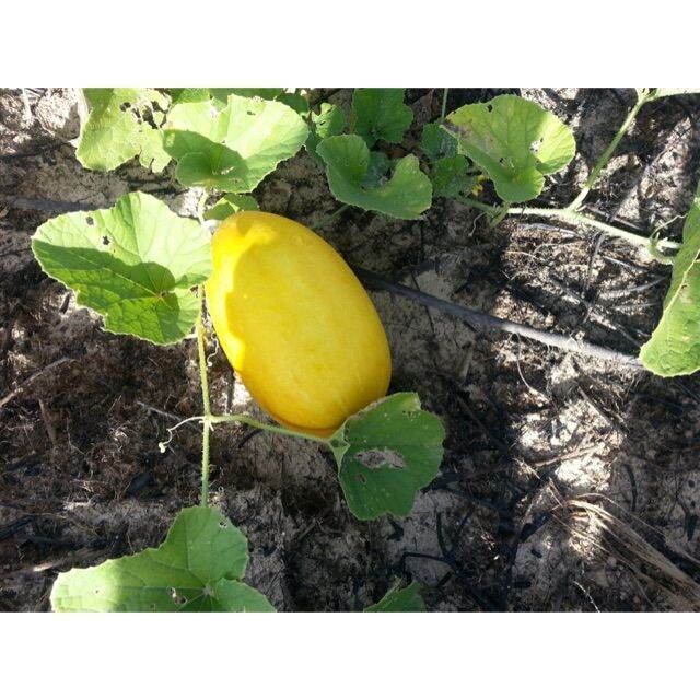 Timun Betuk Iban | Lazada PH