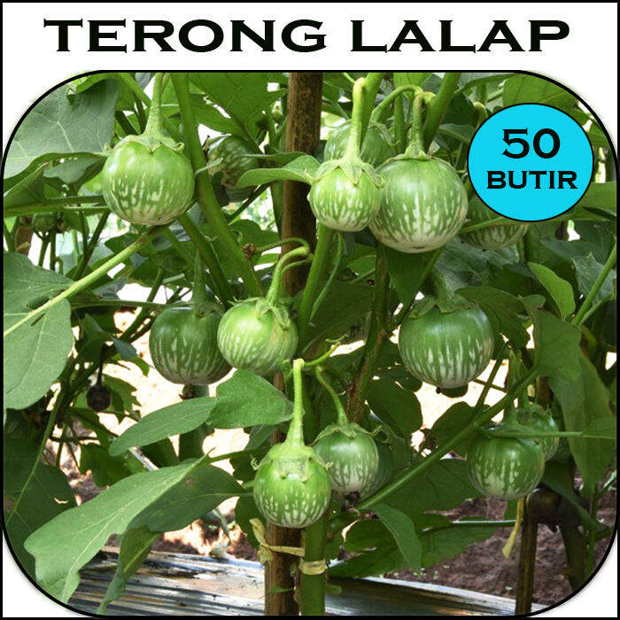Benih eceran terong lalap - terong bulat hijau isi 50 butir | Lazada ...