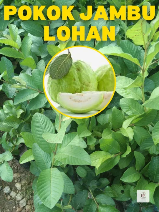 Pokok Jambu Batu Lohan Hybrid Anak Pokok Cepat Berbuah | Lazada