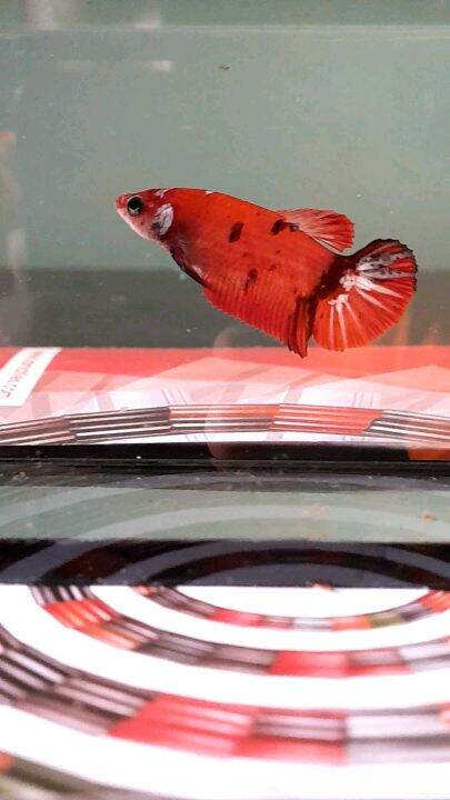 Live betta fish female koi/candy/multicolour/ nemo ready breed | Lazada