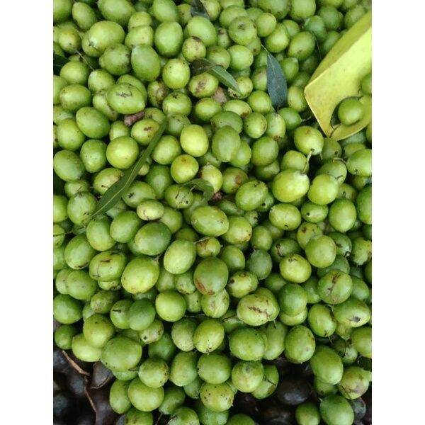 buah remia/buah star miss/buah setar/ | Lazada