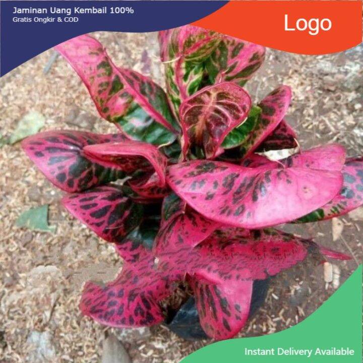 bunga hidup/ ( BISA COD ) TERMURAH Tanaman Hias Puring Krupuk Croton ...