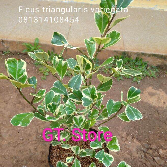 Tanaman hias ficus triangularis variegata | Lazada Indonesia