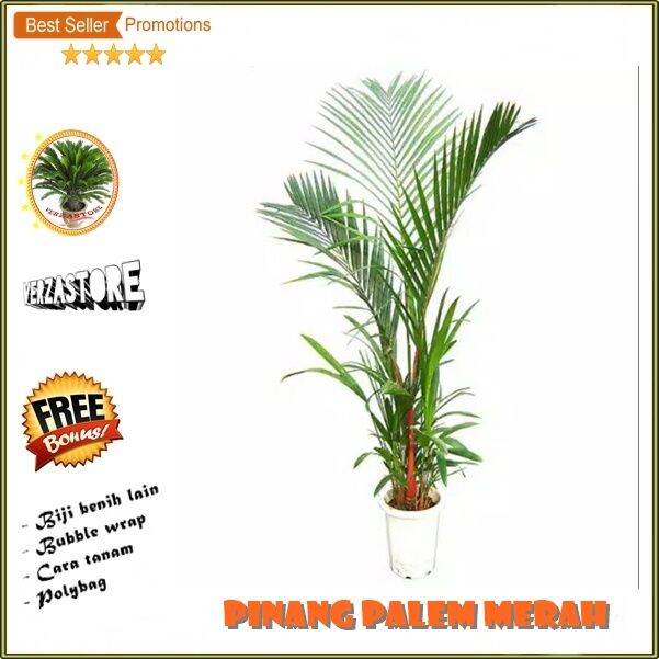 Pohon Pinang Merah