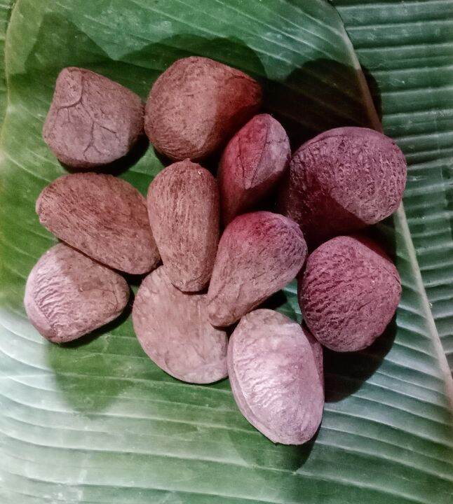 Kluwek atau picung super isi 10 biji | Lazada Indonesia