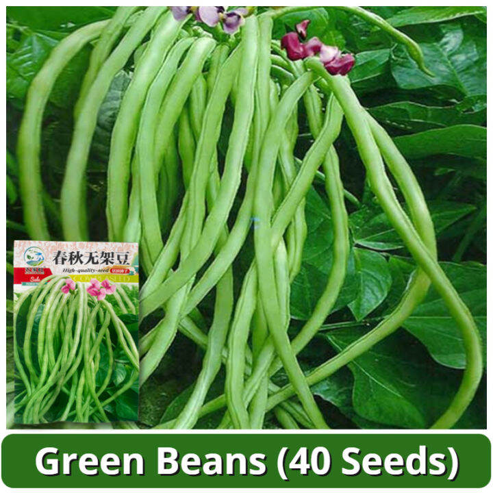 High Yield Green Beans Seeds (40 Seed) F1 Hybrid Seeds Long Beans Seeds ...