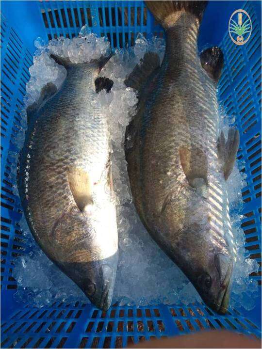 FISH - Barramundi / Ikan Siakap Laut - WHOLE FISH (3.2kg +-) 深海金目鲈 / 石甲 ...