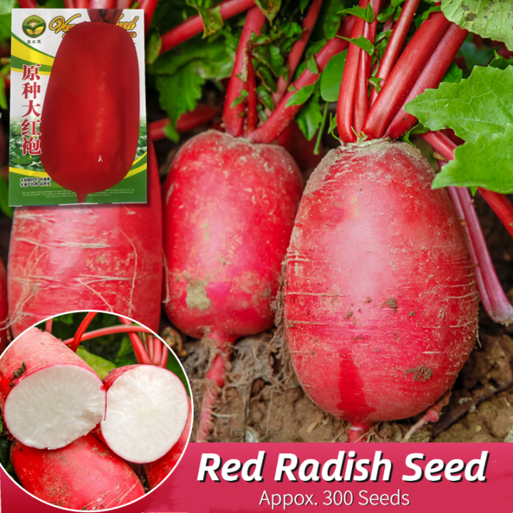 High Yield Red Radish Seeds (300 Seed) Labanos Seeds for Planting ...