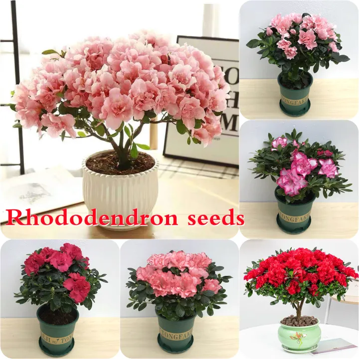 【พร้อมส่ง50 Seeds】Rhododendron seeds โรโดเดนดรอน เมล็ดพันธุ์ สีผสม ...