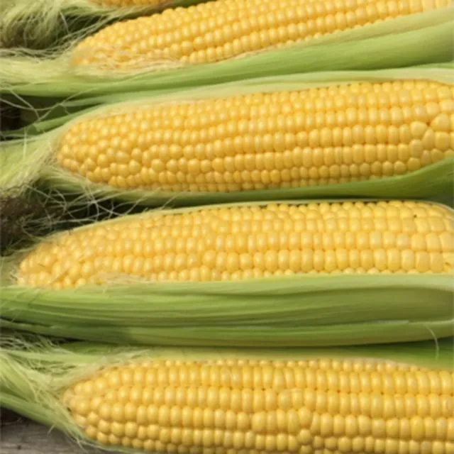 [pagpuno ng mga halaman] matamis na buto ng mais - gulay - 50 buto ...