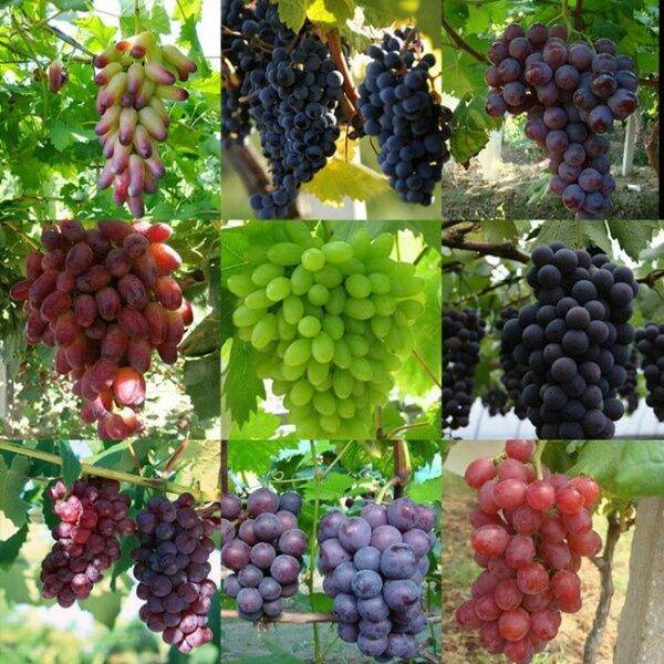Philippines Ready Stock 100pcs Mixed Grape Seeds Home Garden Vitis ...