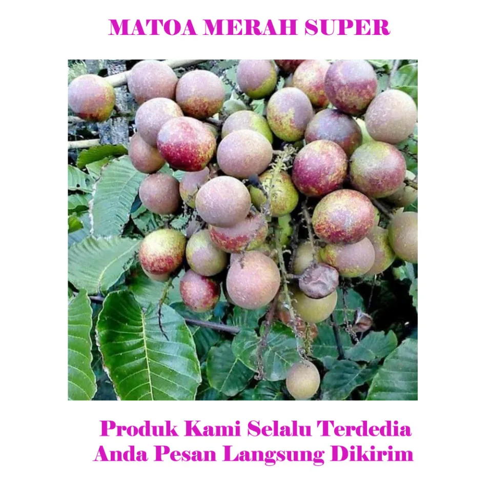 Pohon Matoa