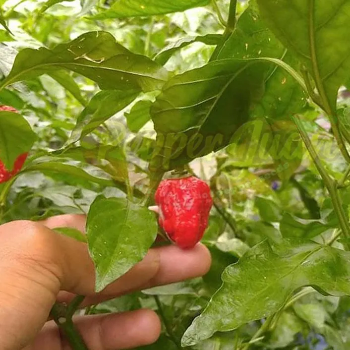 7 Pot Red Pepper Seeds (10 Seeds) | Lazada PH