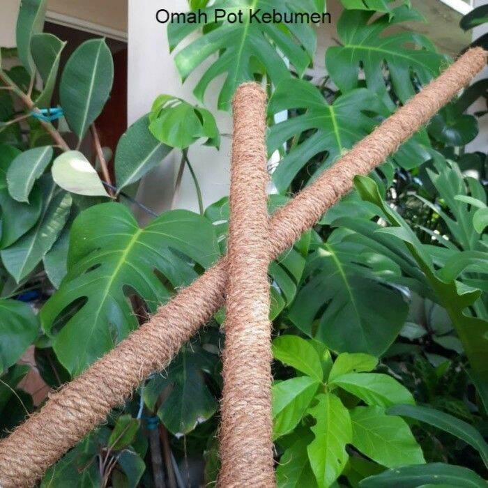 turus tanaman rambatan / tiang penyangga tanaman 75cm | Lazada Indonesia