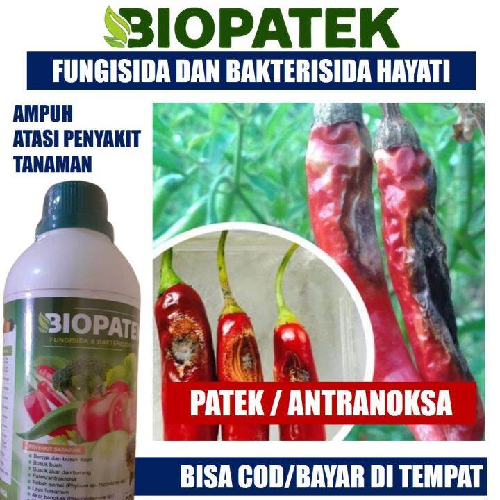 Fungisida Anti Virus Keriting Daun Bule Cabai Rontok Buah Pupuk Cair ...