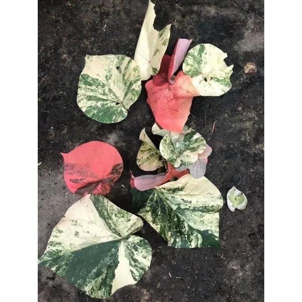 Pokok Bunga variegated sea hibiscus real Plant hotselling indoor ...