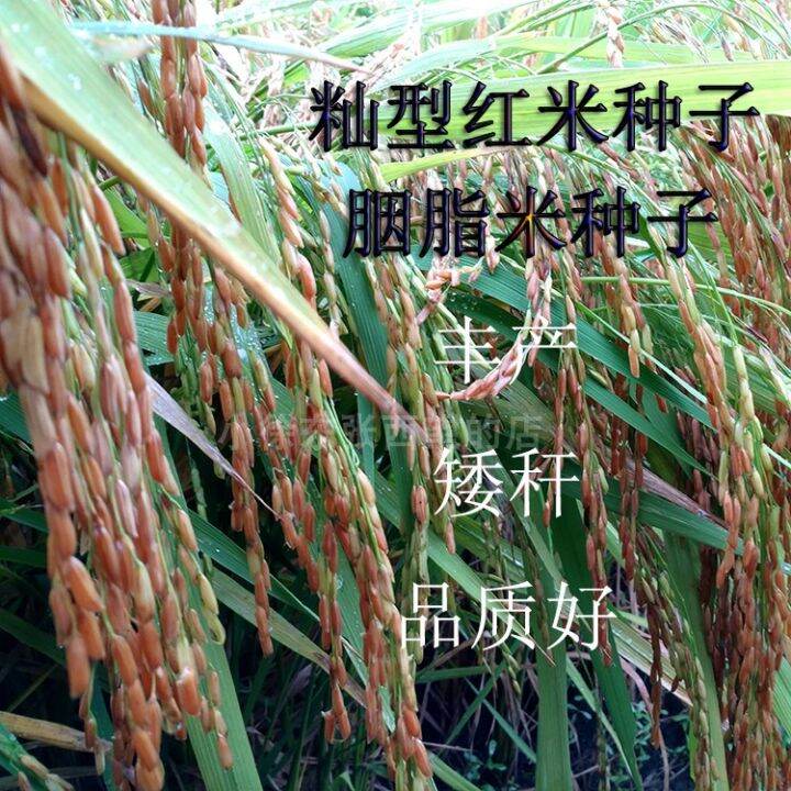 50 pcs seeds Red rice seeds, long grain type, indica rice, sticky rice ...
