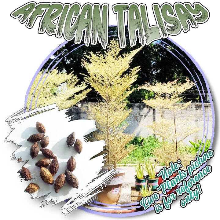 AFRICAN TALISAY SEEDS - VARIGATED TALISAY AND GREEN AFRICAN TALISAY ...