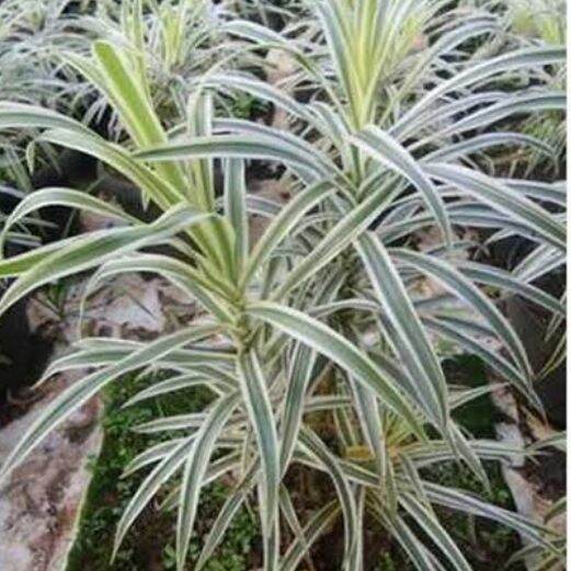 tanaman hias Suji belut varigata-suji belut varigata | Lazada Indonesia