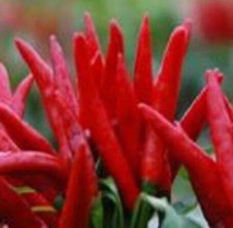 Super spicy millet pepper high-yield pepper seeds balcony pot farmers ...