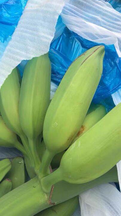 Fresh plantain 2.5kg/plantain banana 2.5kg free shipping | Lazada PH