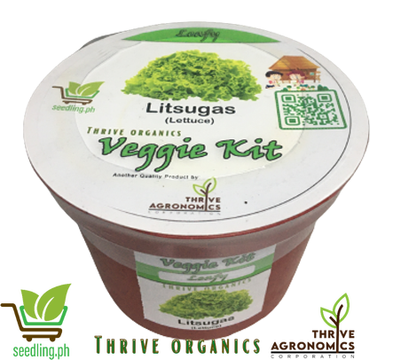 Litsugas | Curly Green Lettuce | Veggie Kit | Grow Kit | Seedling Kit ...