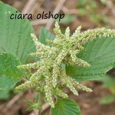 Daun Bayam Hutan atau Bayam Liar Murah 500 gram | Lazada Indonesia